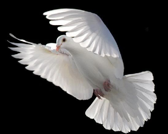 White Dove Release Utah - White Dove Release, Funeral Doves